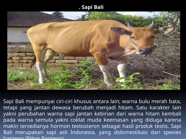 Presentation penggemukan trnak sapi potong | PPTX