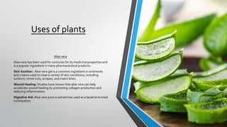 Development and evaluation of poly herbal oint | PDF