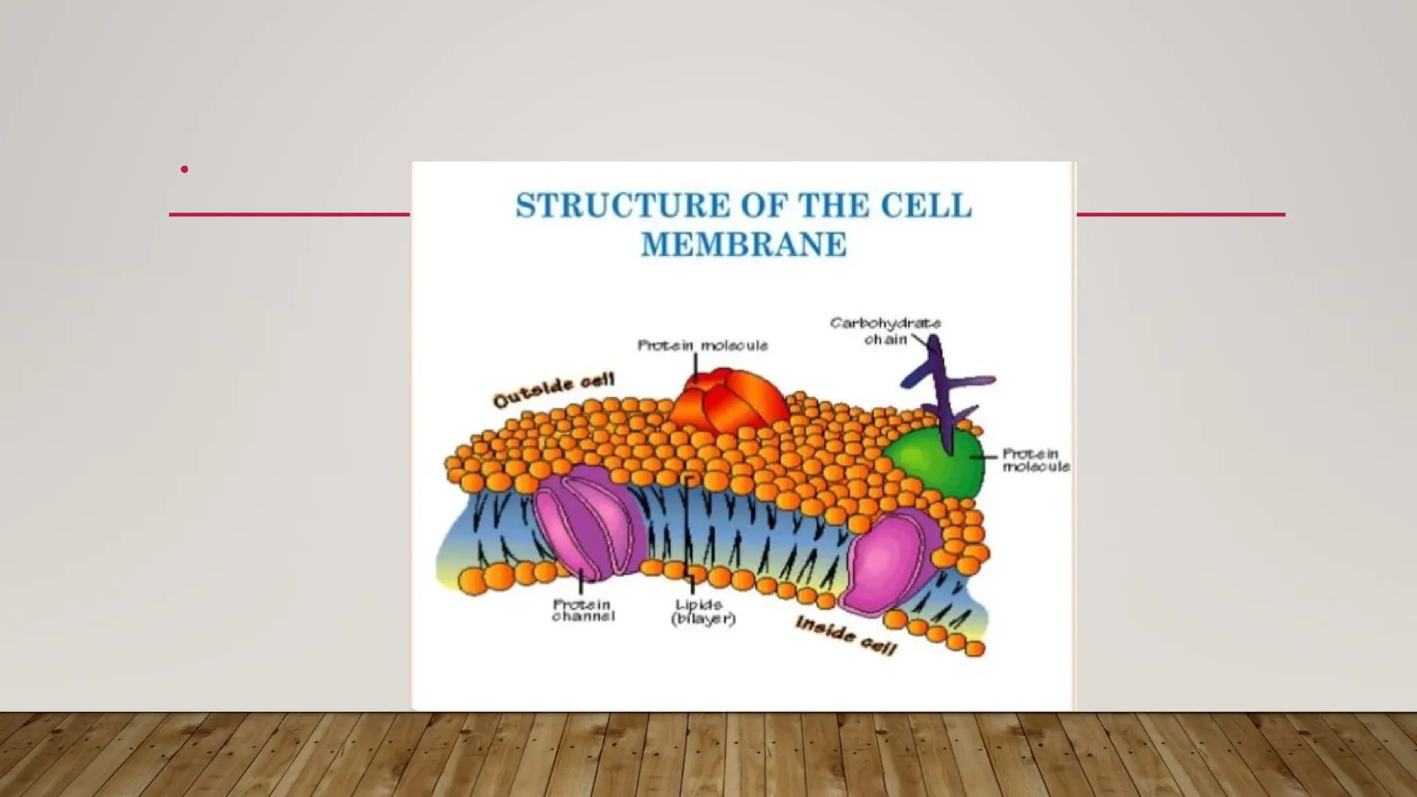 Presentation on cdell membrane (4).pptx