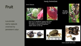 Family Cannaceae by Ali Hassan Lodhi. GCUL | PPT