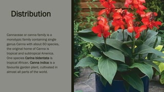 Family Cannaceae by Ali Hassan Lodhi. GCUL | PPTX