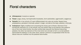 Family Cannaceae by Ali Hassan Lodhi. GCUL | PPT