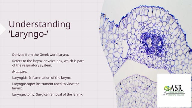 Anatomical prefixes laryngo and masto | PPT