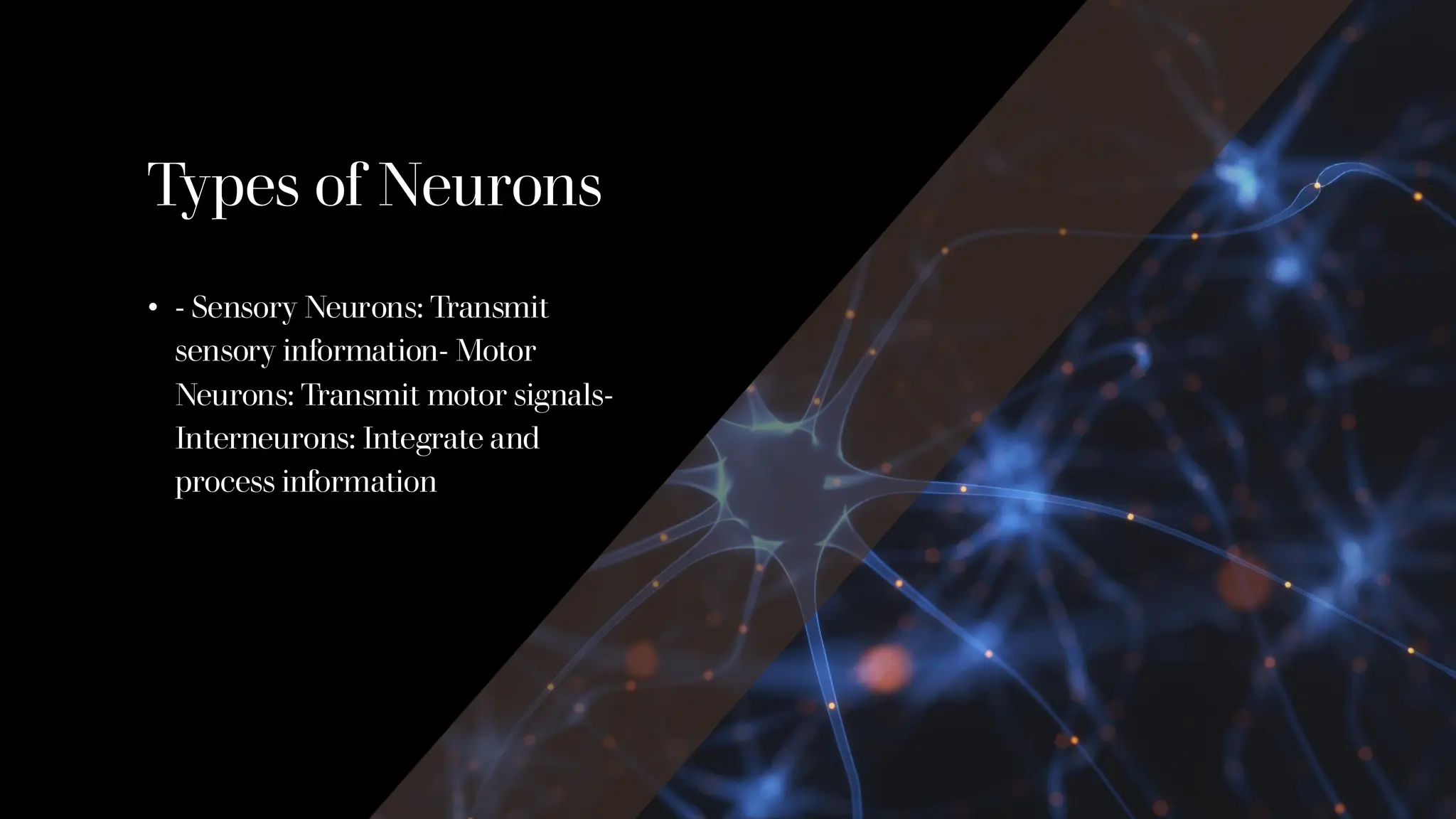 Presentation of nervous system in senior high (4).pdf