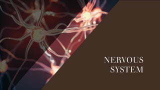 Presentation of nervous system in senior high (4).pdf
