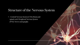 Presentation of nervous system in senior high (4).pdf