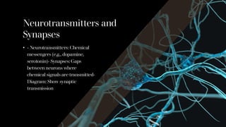 Presentation of nervous system in senior high (4).pdf