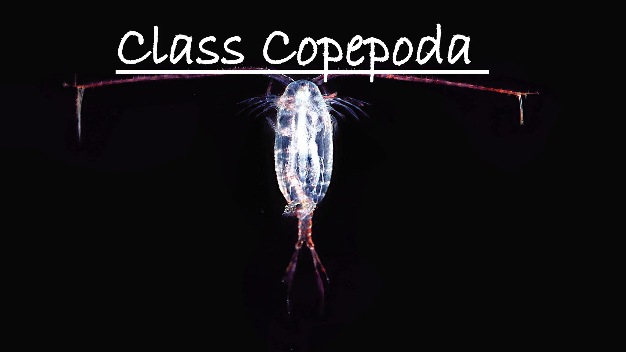 Presentation (4).pptx On Animal Invertebrara | PPTX