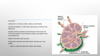 Lymphomas definition and classifications | PPTX