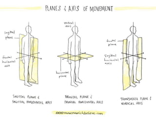 axis and planes | PPTX