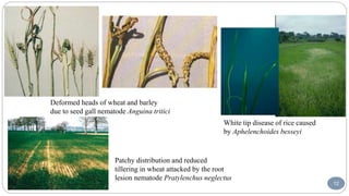 Preservation of plant specimen caused by Nematode | PPTX