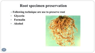 Preservation of plant specimen caused by Nematode | PPTX
