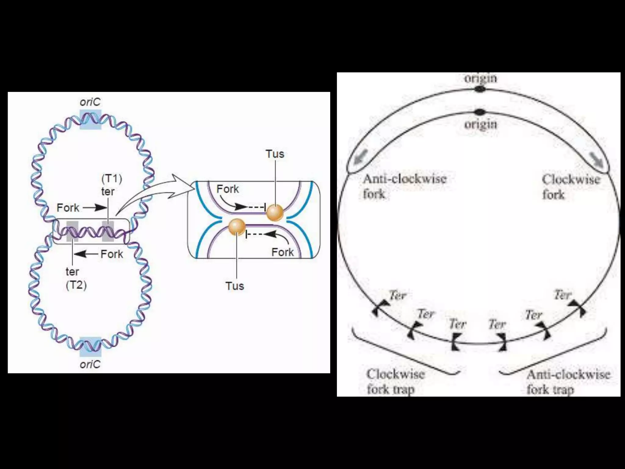 Prokaryotic Dna Replication Presentation Ppt