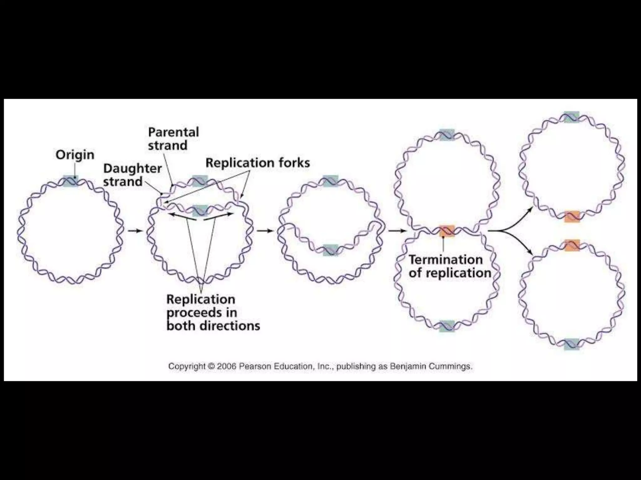 Prokaryotic Dna Replication Presentation Ppt