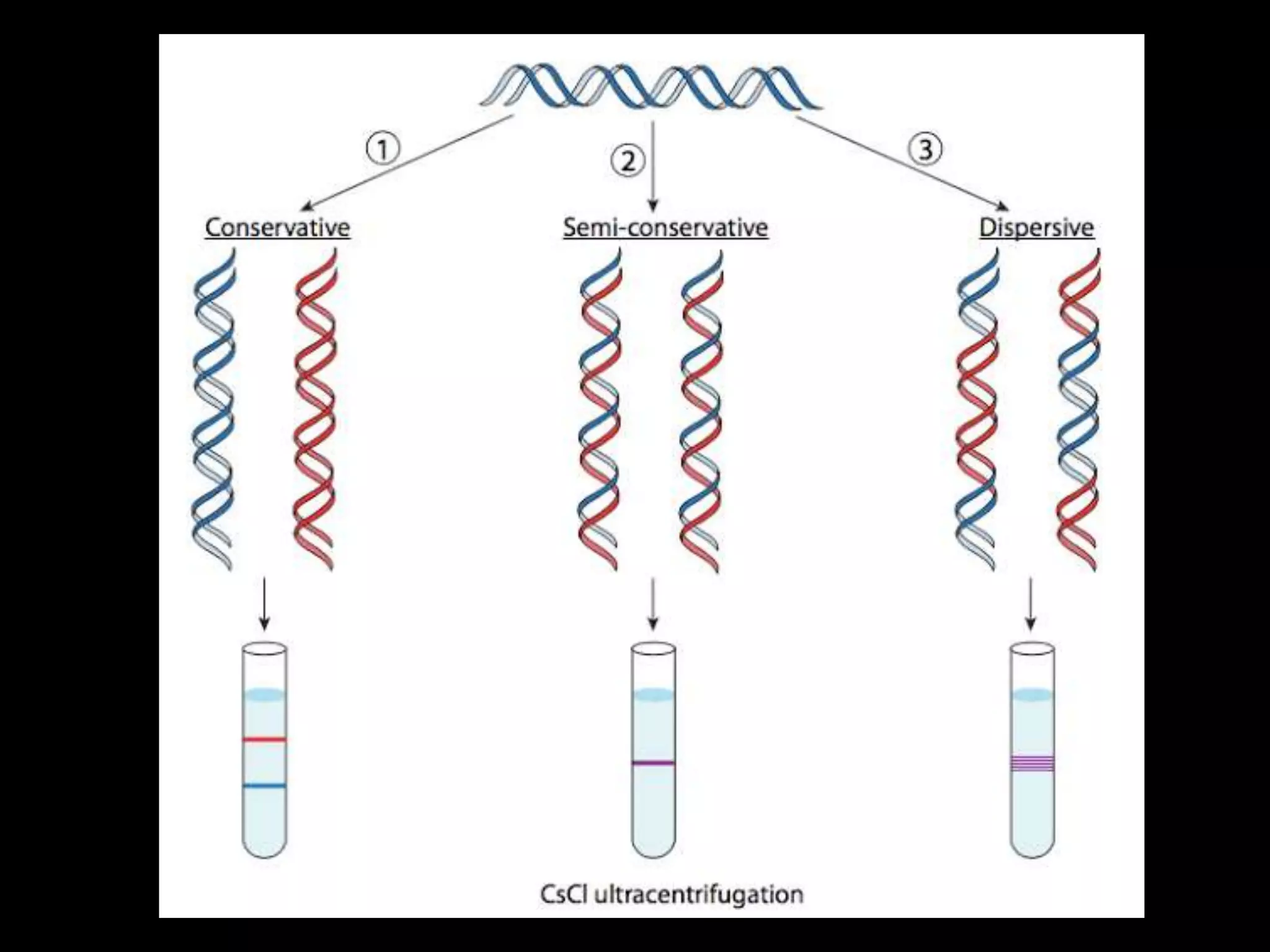PROKARYOTIC DNA REPLICATION PRESENTATION | PPTX