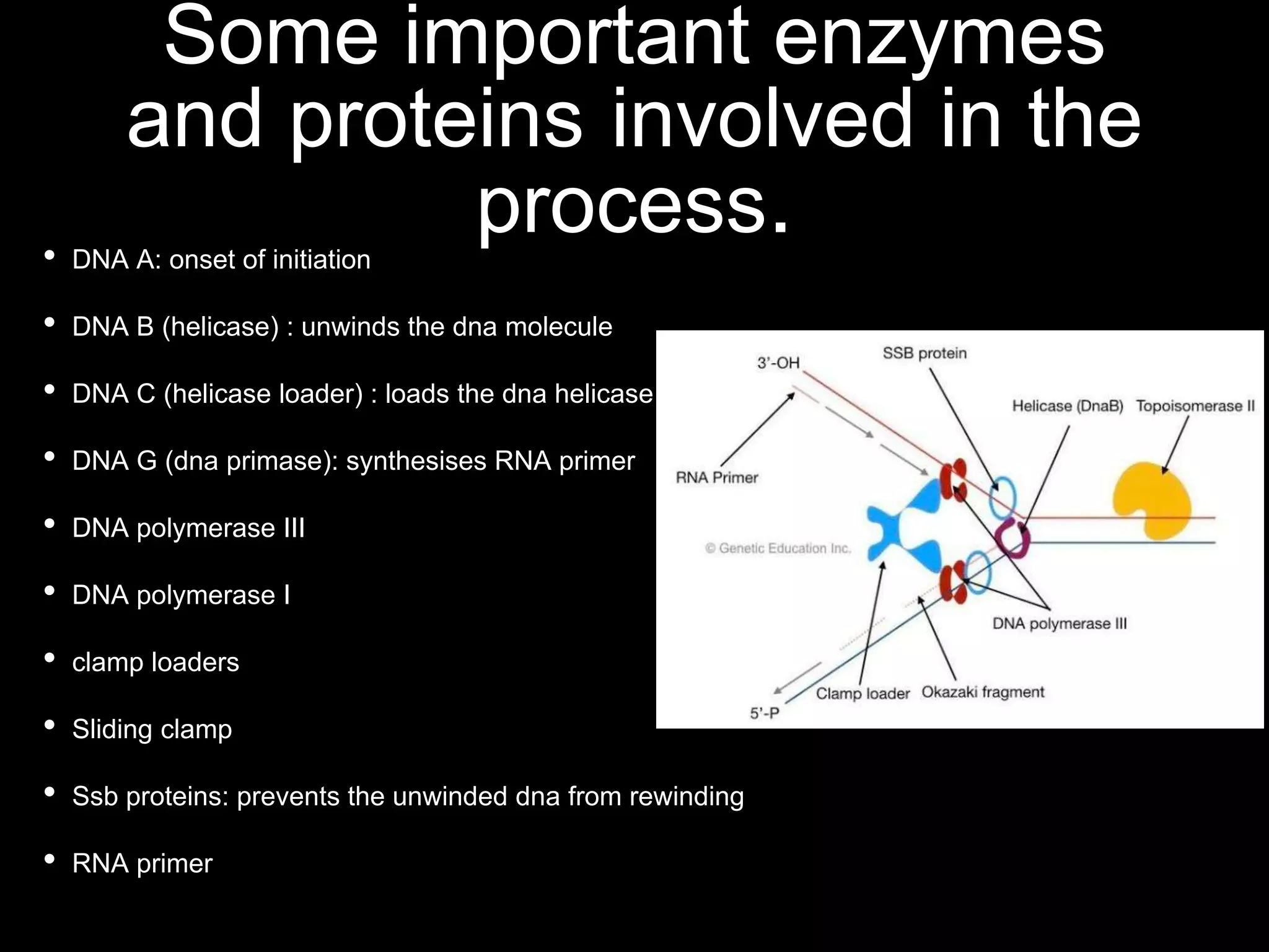 Prokaryotic Dna Replication Presentation Ppt