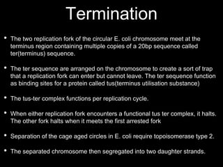 PROKARYOTIC DNA REPLICATION PRESENTATION | PPT