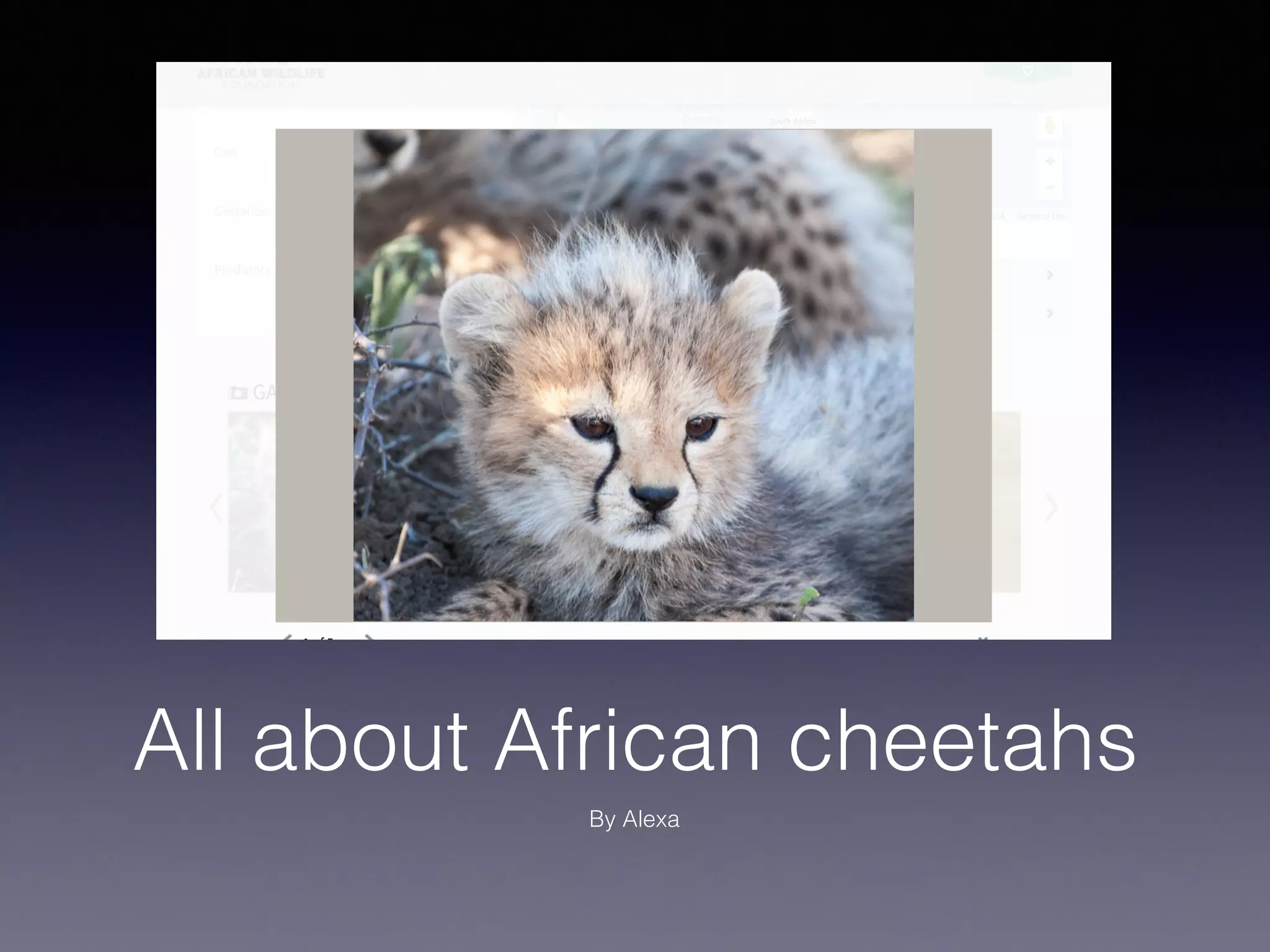 African Cheetahs by Alexa | PPT