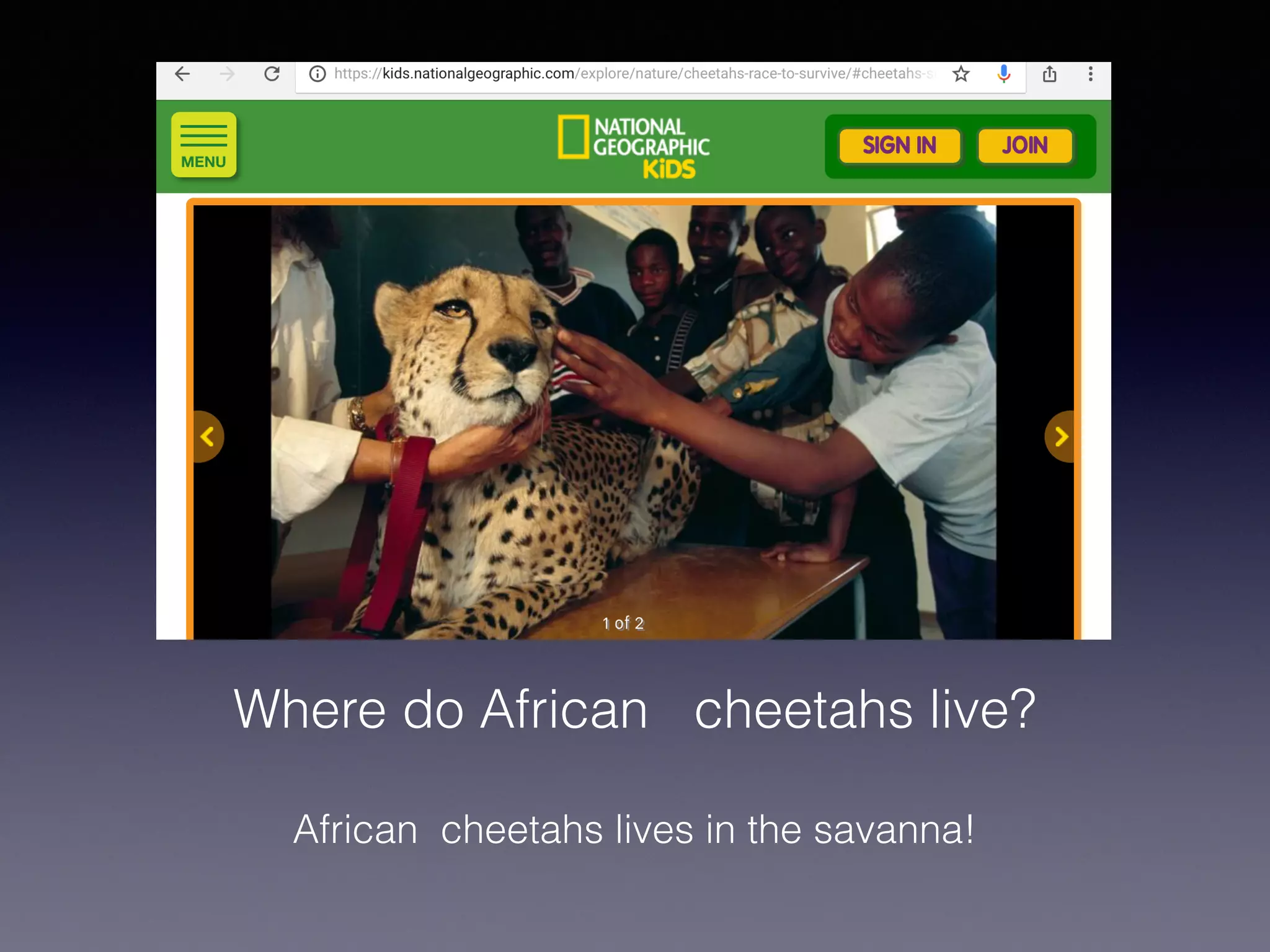 African Cheetahs by Alexa | PDF