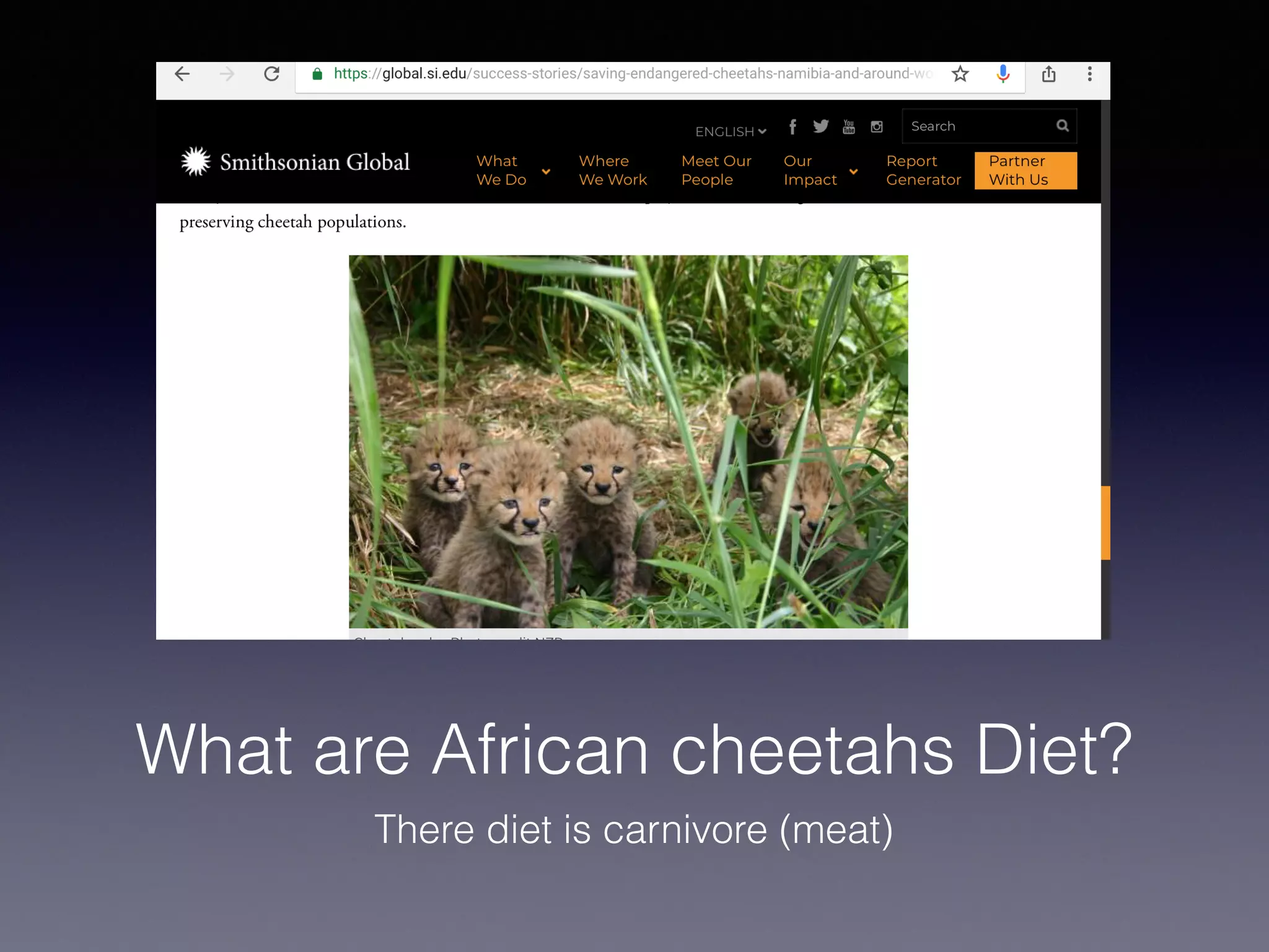 African Cheetahs by Alexa | PDF