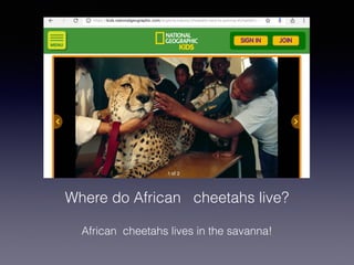 African Cheetahs by Alexa | PPT