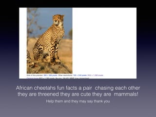 African Cheetahs by Alexa | PDF