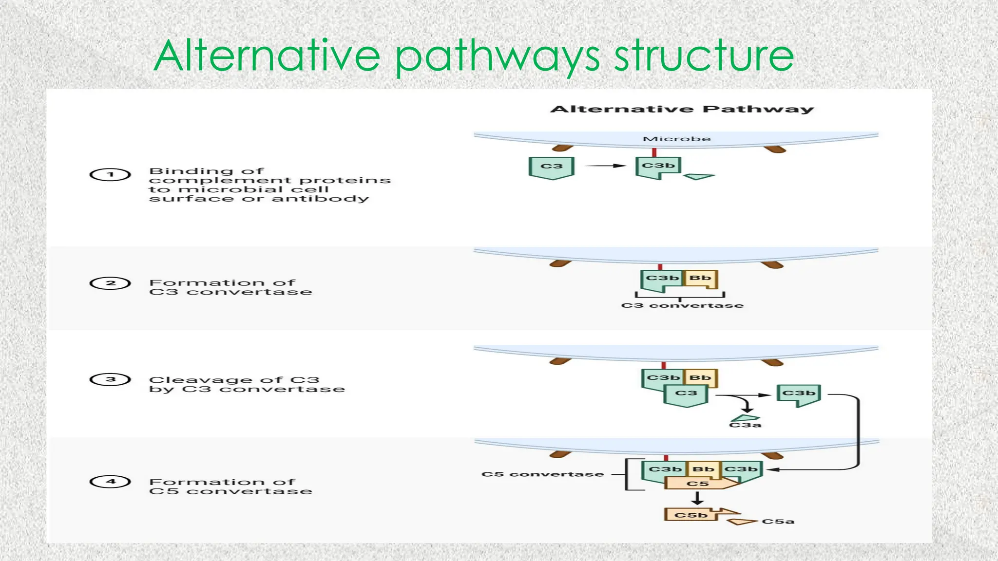 TYPES OF COMPLEMENT PATHWAYS- IMMUNOLOGY | PPT