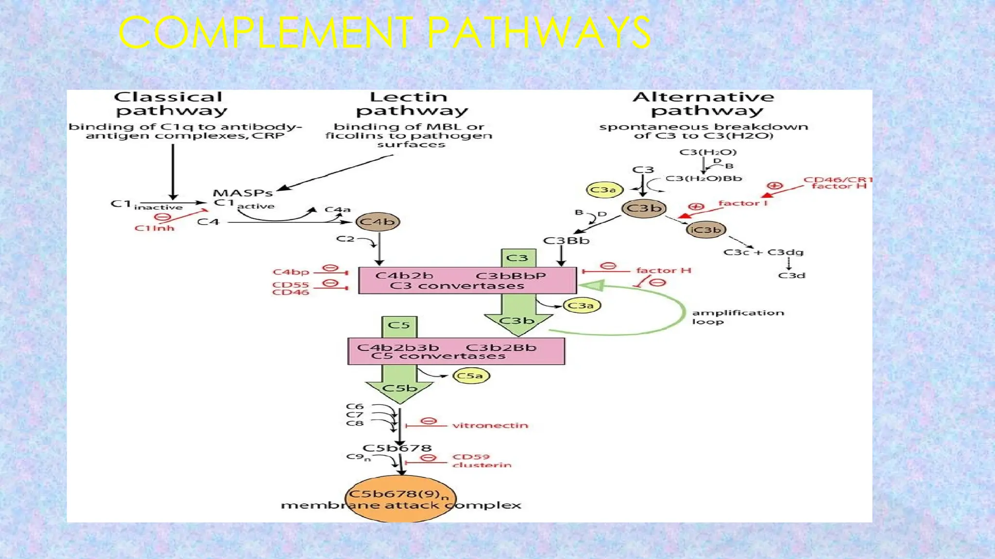 TYPES OF COMPLEMENT PATHWAYS- IMMUNOLOGY | PPT