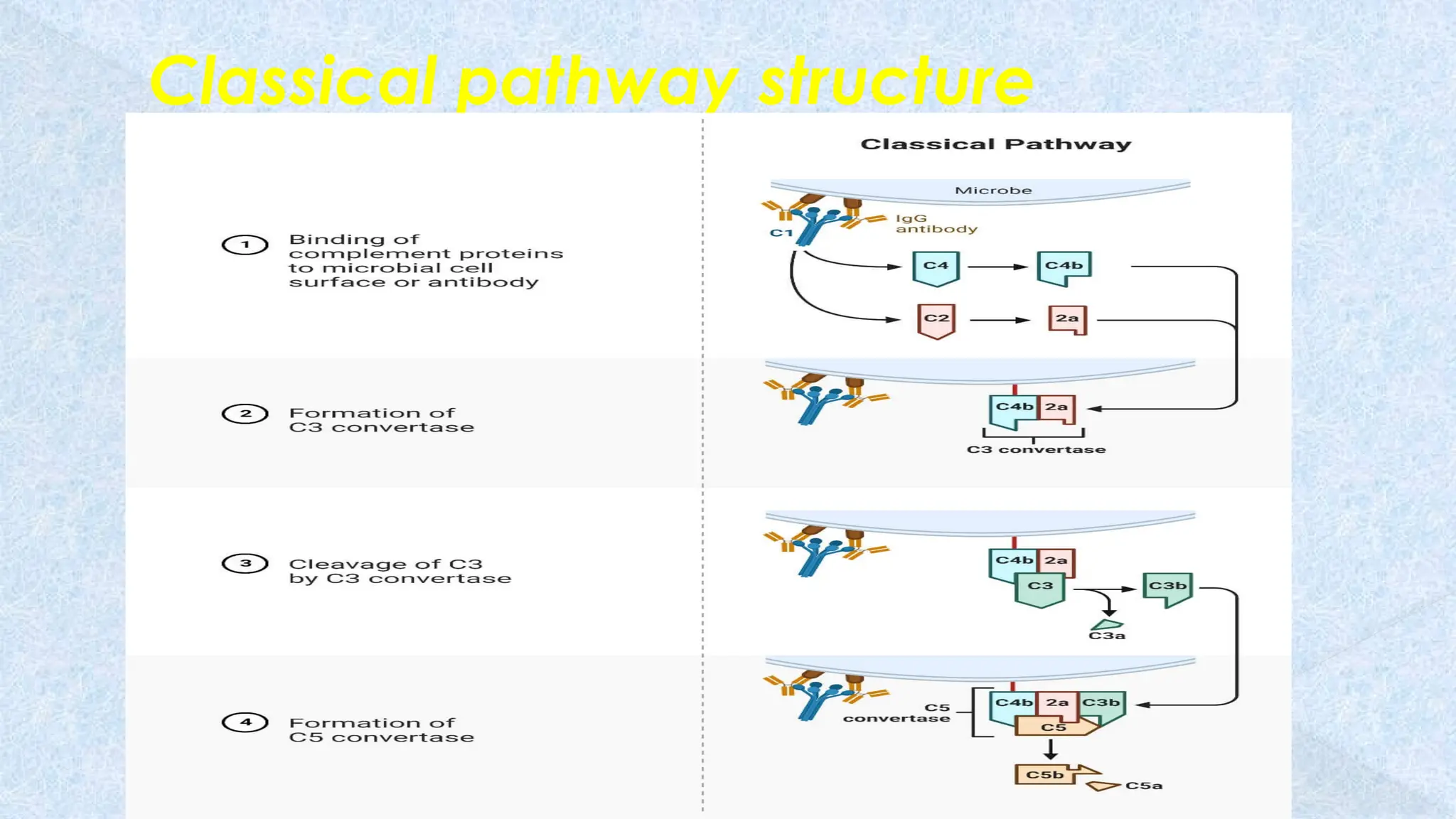 TYPES OF COMPLEMENT PATHWAYS- IMMUNOLOGY | PPT