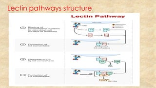 TYPES OF COMPLEMENT PATHWAYS- IMMUNOLOGY | PPT