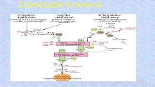 TYPES OF COMPLEMENT PATHWAYS- IMMUNOLOGY | PPT