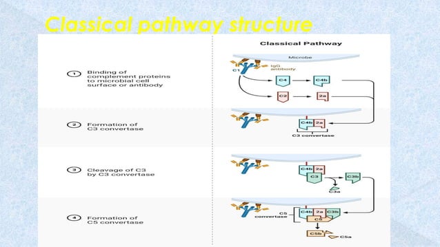 TYPES OF COMPLEMENT PATHWAYS- IMMUNOLOGY | PPT