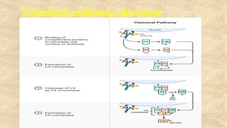 TYPES OF COMPLEMENT PATHWAYS- IMMUNOLOGY | PPT