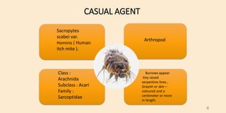 SCABIES PHARMACOTHERAPY | PDF