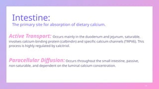 Calcium homeostasis and kidney regulation of acid and base pptx | PPTX
