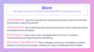 Calcium homeostasis and kidney regulation of acid and base pptx | PPTX