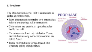 Cell cycle and its Regulation Presentation PPT. | PPT