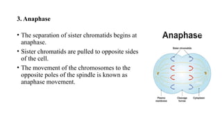 Cell cycle and its Regulation Presentation PPT. | PPTX