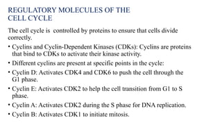 Cell cycle and its Regulation Presentation PPT. | PPT