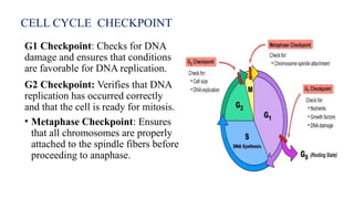 Cell cycle and its Regulation Presentation PPT. | PPT