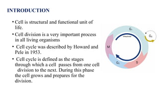 Cell cycle and its Regulation Presentation PPT. | PPT