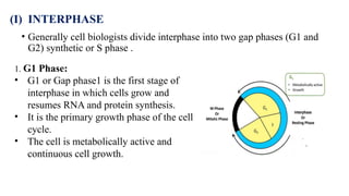 Cell cycle and its Regulation Presentation PPT. | PPT