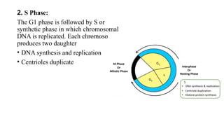 Cell cycle and its Regulation Presentation PPT. | PPT