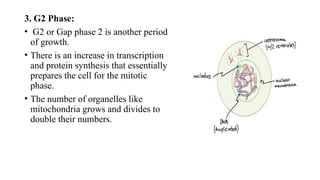 Cell cycle and its Regulation Presentation PPT. | PPT