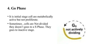 Cell cycle and its Regulation Presentation PPT. | PPT