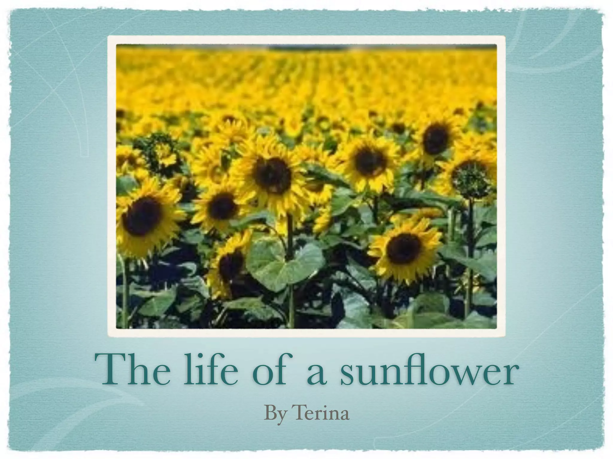 The life of a sunflower | KEY