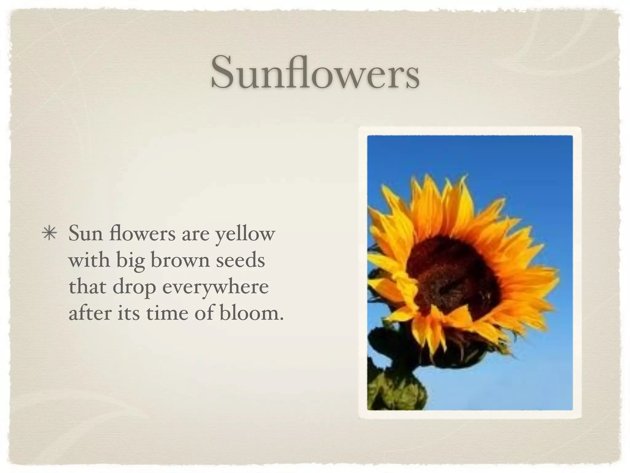 The life of a sunflower | KEY