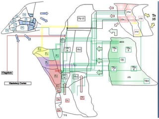 Perirhinal cortex afferent connections | PPTX