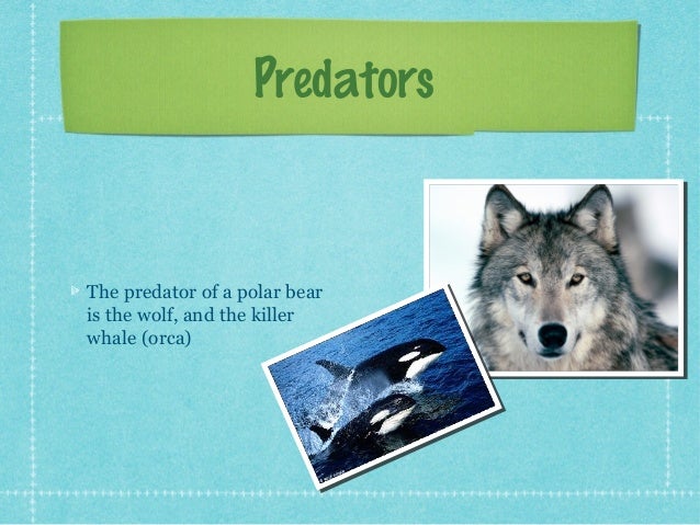 Polar Bears Prey And Predators
