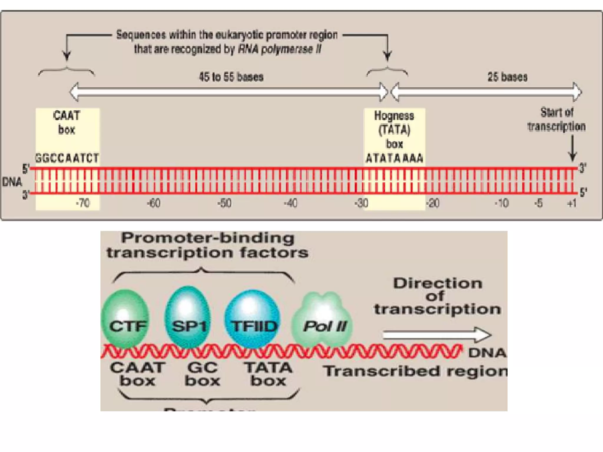 Transcription and the various stages of transcription | PPT